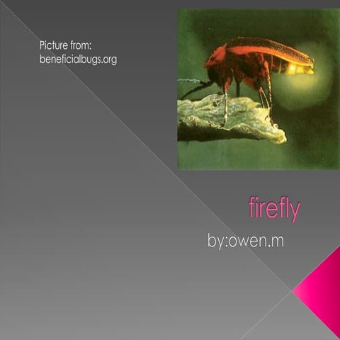 Fireflyptxowenm | PPTX | Beekeeping | Hobbies & Interests