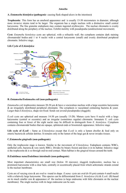 Nematodes trematodes and cestodes handouts | PDF