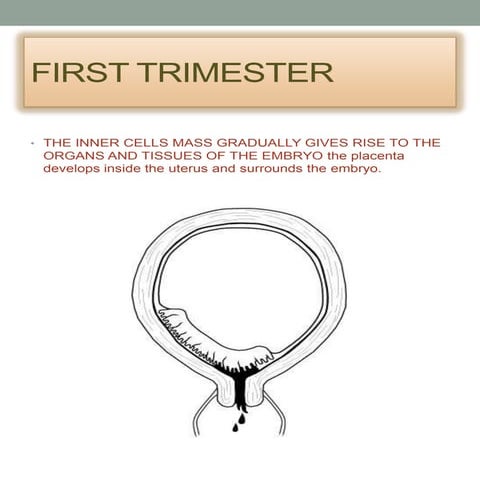 First trimester | PPTX