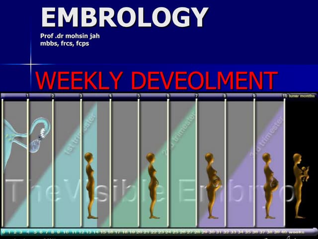 Trilaminar germ disc (week 3 embryology) | PPTX