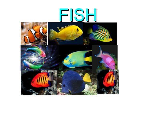 Mammals, birds, fish and amphibians (ScienceandEnglish.com)