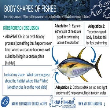 Fish Adaptations Body Shapes (Fish Education) | PPTX