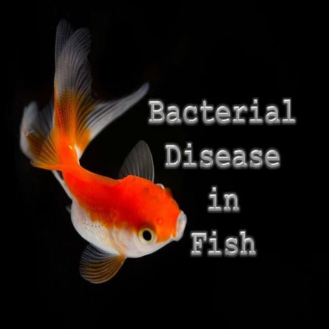 fish-bacteria.pptx