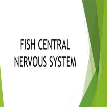 Nervous system of fish; a detailed study | PPTX
