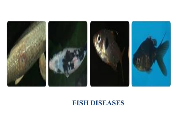 PARASITIC DISEASES OF FISHES.pptx