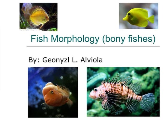 Morphometric measurement of fishes | PPT