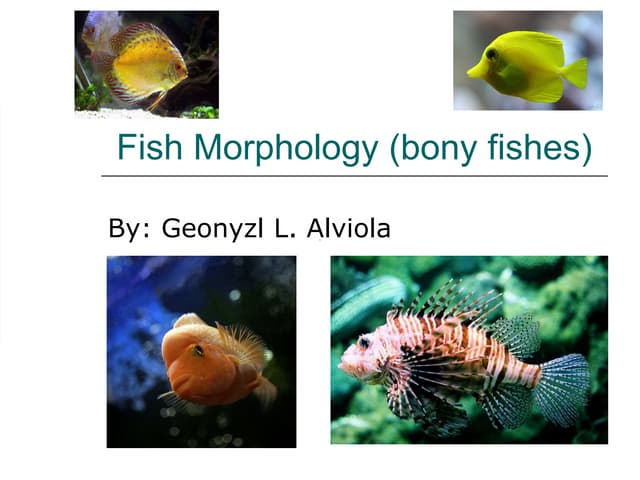 Morphometric measurement of fishes | PPT
