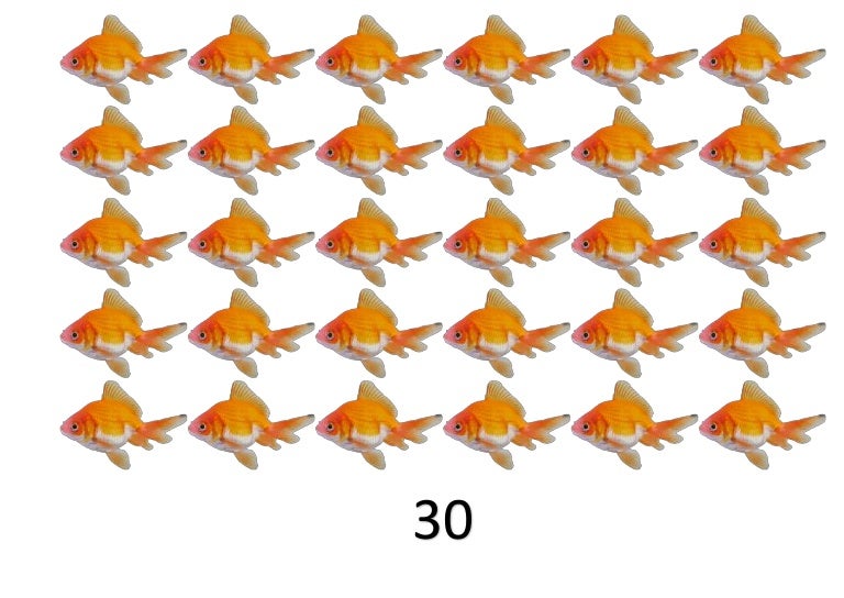 Fish 30