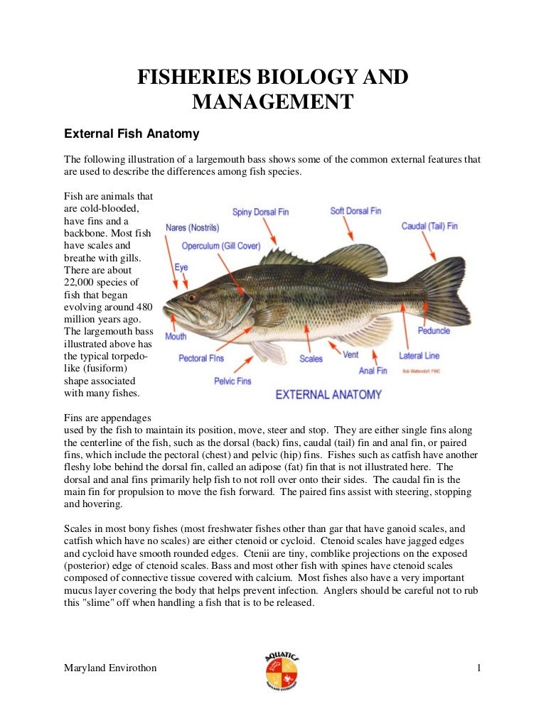 Fish Anatomy fish-anatomy