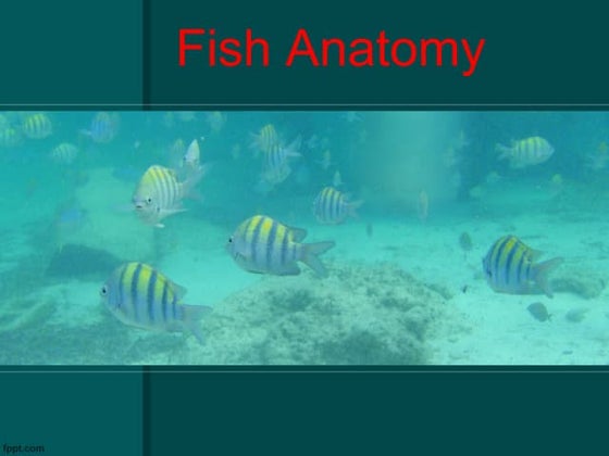 Fish anatomy | PDF