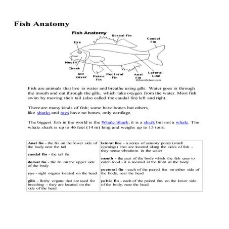 Fish anatomy | DOCX
