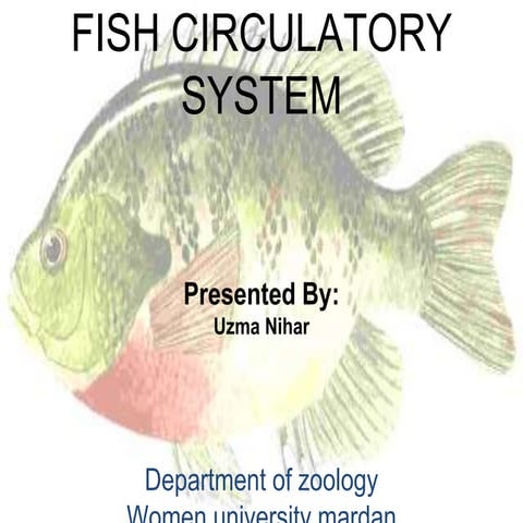 Fish Circulatory System by uzma nihar | PPTX