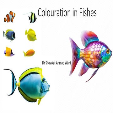 Fish Coloration. Nature's gift to humans | PPTX