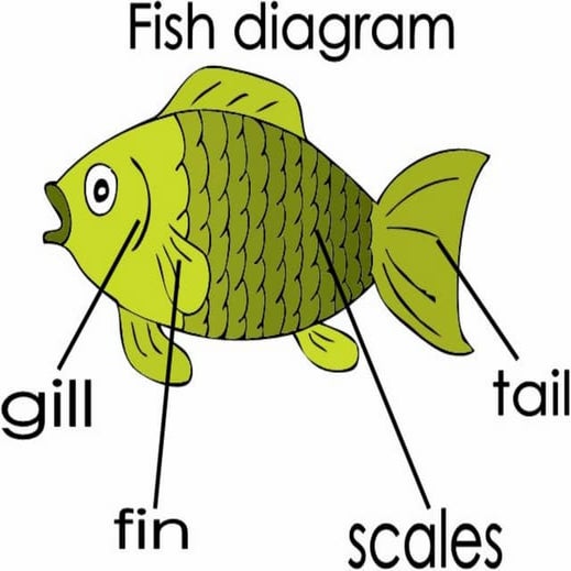 Fish diagram flashcard | PPT