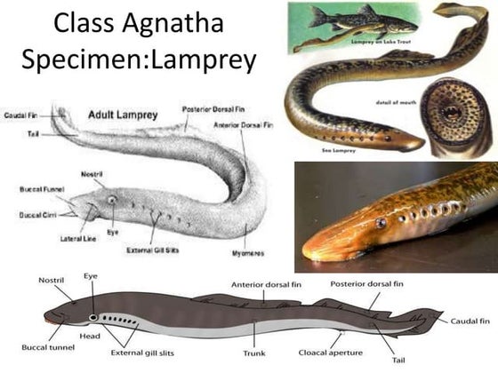 Lamprey External Anatomy