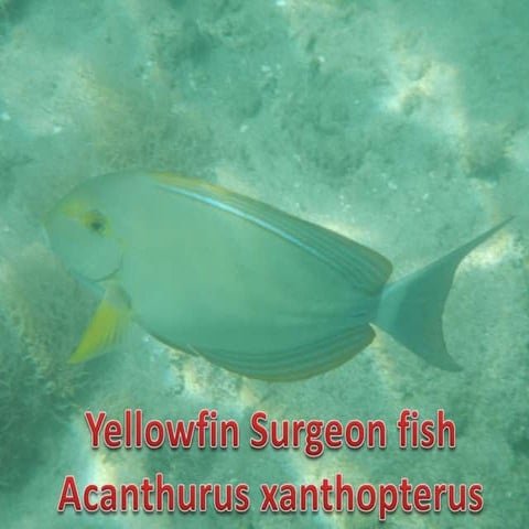 Fishes and corals of andaman | PPT