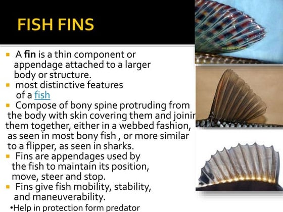 FINS IN FISHES ZOOLOGY.pptx