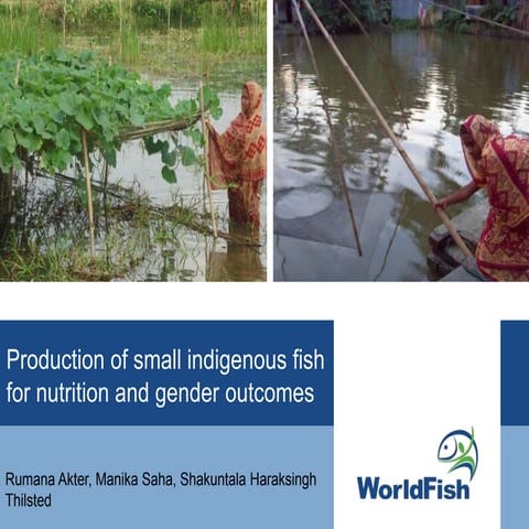 Production of small indigenous fish for nutrition and gender outcomes ...
