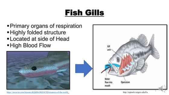 Fish classification | PPT