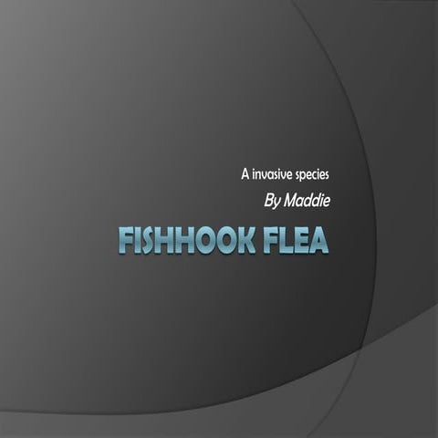 Fishhook flea.pptx maddie | PPTX | Fish and Aquariums | Pets