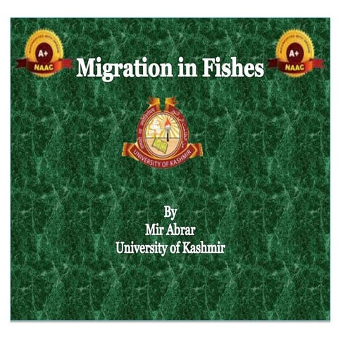 Fish Migration | PPTX
