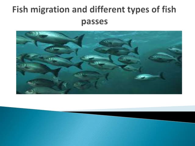 Migration in fishes | PPTX