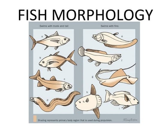 Fish morphology powerpoint | PPT