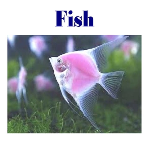 Fish Presentation | ODP