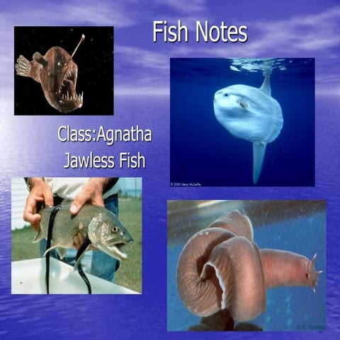 fish powerpoint.ppt