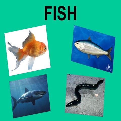 Fish ppt blog | PPT