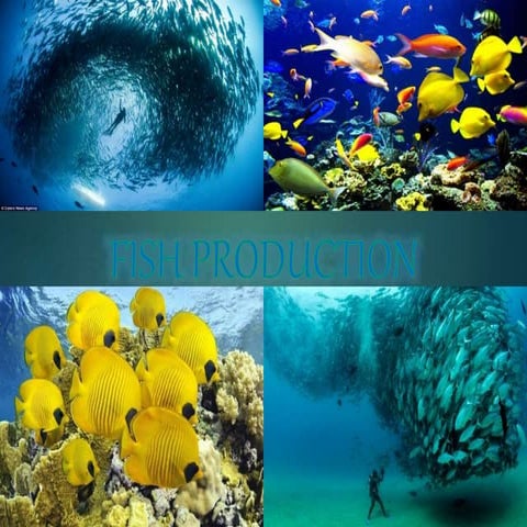Fish production | PPTX