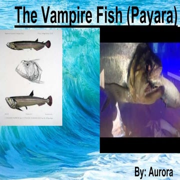 The Vampire Fish | PPTX | Fish and Aquariums | Pets