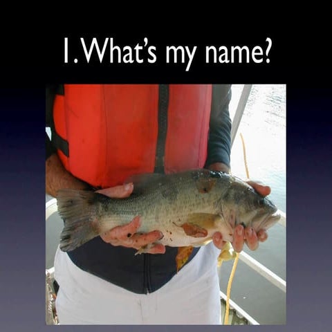 Fish Quiz | PPT