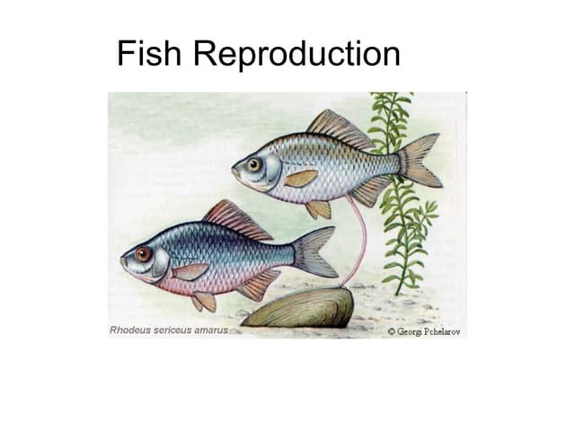 Fertilization notes | PPTX