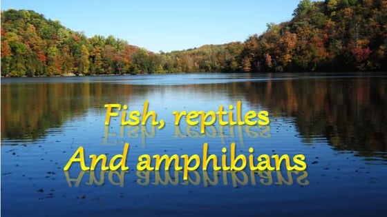 Amphibians | PPT