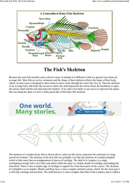 Fish vertebral column | PPTX