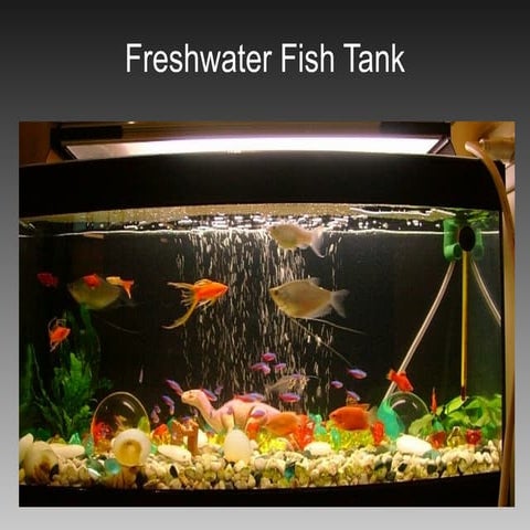 Fish speech pp | PPT