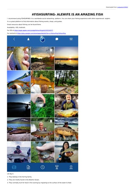 Fishsurfing ever heard of the dragon fish. | PDF