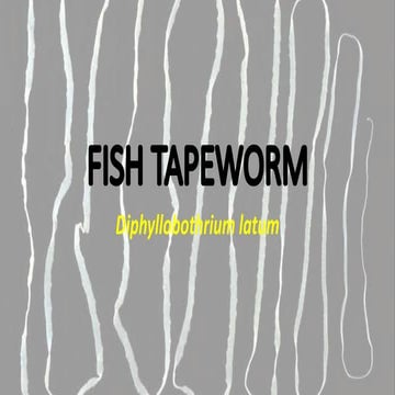 Fish tapeworm | PPTX | Digestive Disorders | Diseases and Conditions