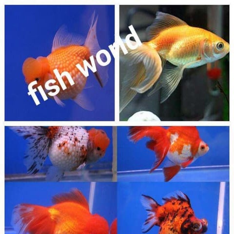 Fish world slideshare | PPTX