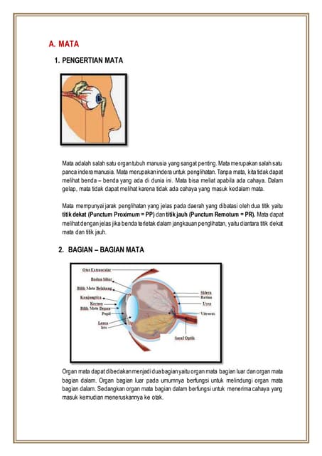 Indra penglihatan (mata) | PPTX