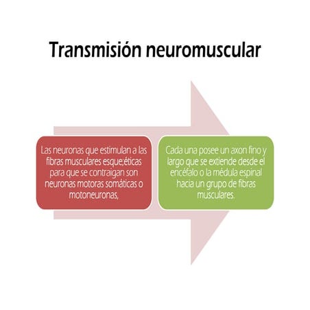 transmisión neuromuscular | PDF