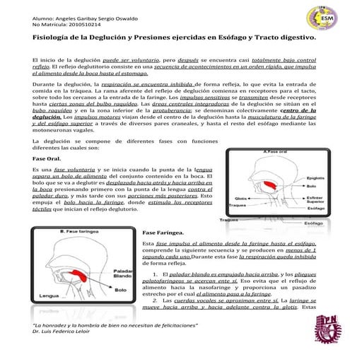 Fisiología de la Deglución y Presiones del Esófago. | PDF