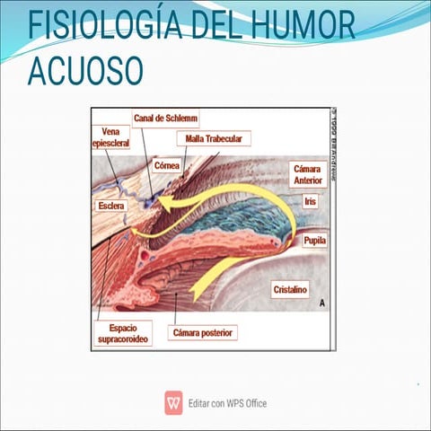 FISIOLOGÍA DEL HUMOR ACUOSO oftalmologia .pdf