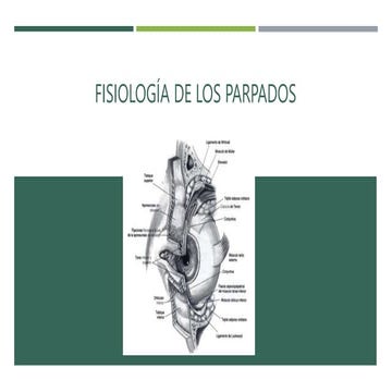Anatomia del parpado | PPTX
