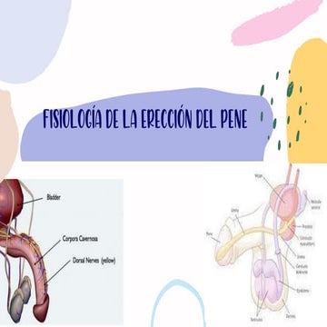 Fisiologia De La Ereccion Del Pene 1 Pptx