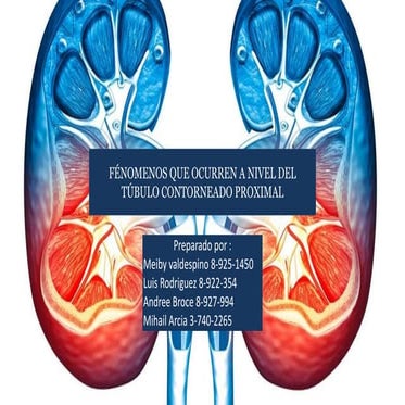 Fisiologia del tubulo proximal | PPTX