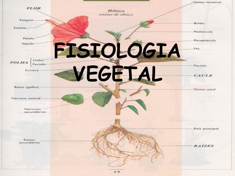 Fisiologia vegetal movimentos e hormonios