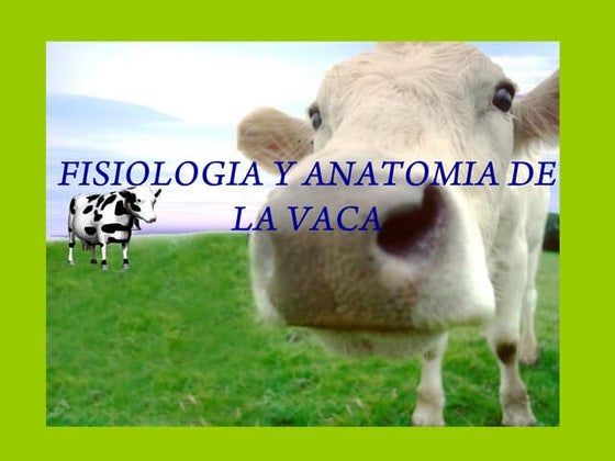 Musculos de la Región del cuello. Bovino | PDF