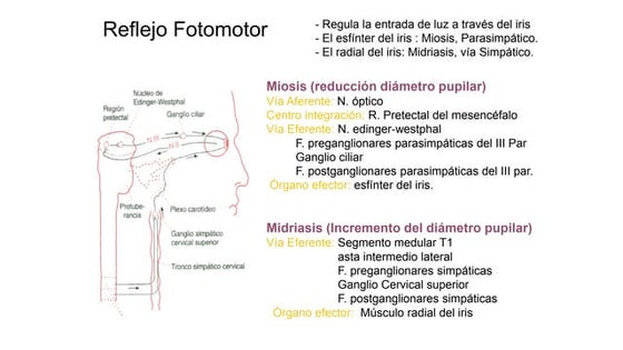 Exploracion de los reflejos pupilares | PPT